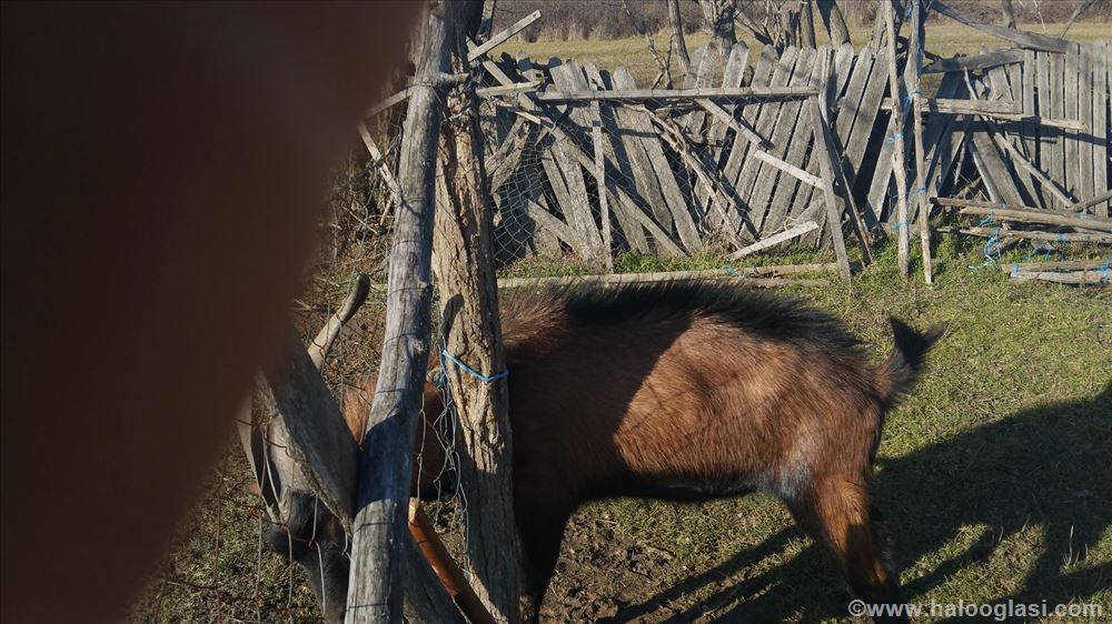 Jarici | Halo Oglasi