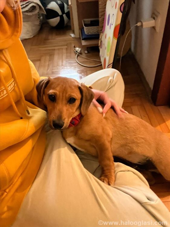 Djole traži dom | Halo Oglasi