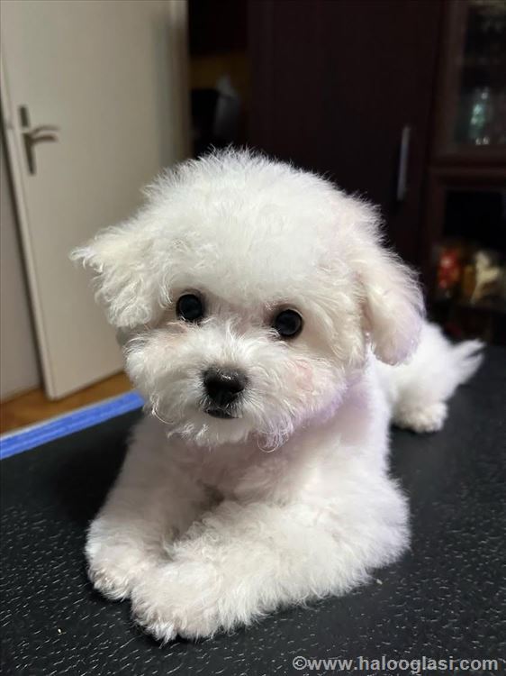 Kovrdžavi bišon, štene | Halo Oglasi