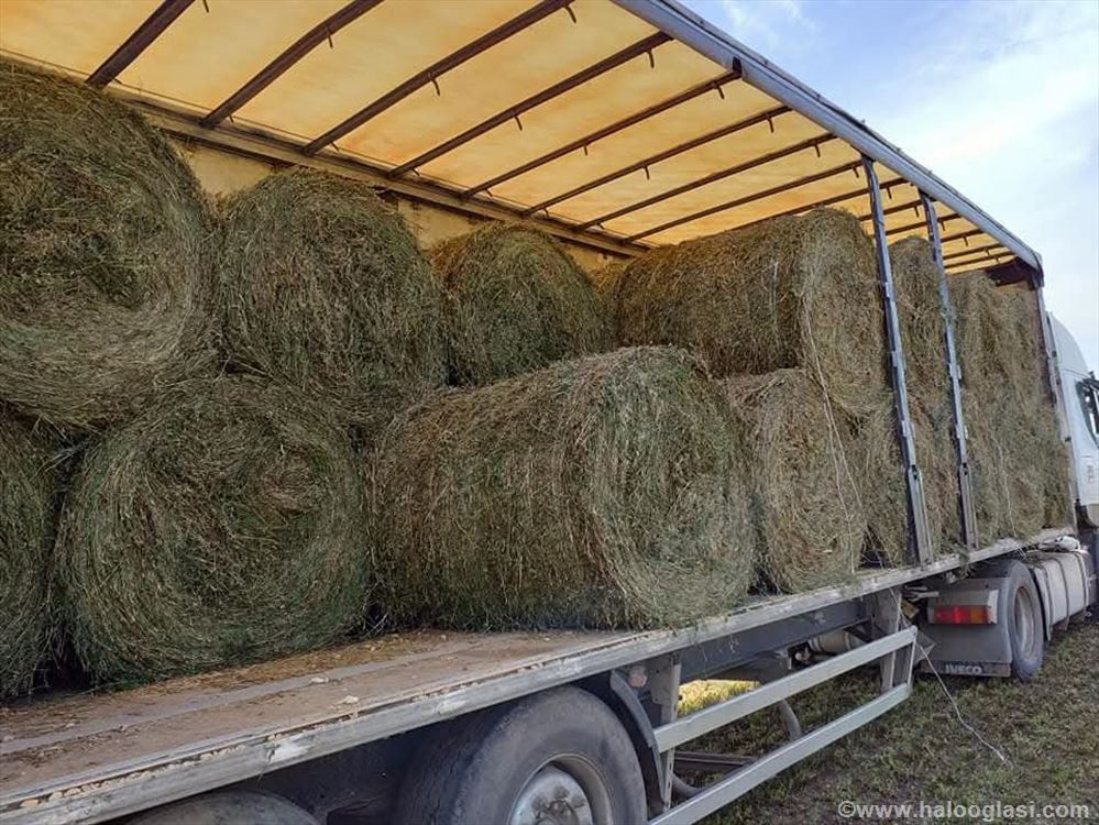 Detelina Lucerka | Halo Oglasi