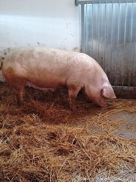 Tovljenik krmača | Halo Oglasi