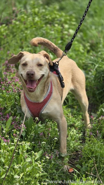 Pit bul terijer, mlad pas | Halo Oglasi