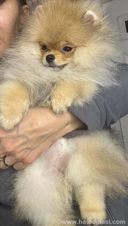 Pomeranski špic , zensko štene | Halo Oglasi