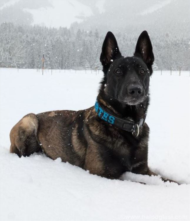 Štenci Malinoe | Halo Oglasi