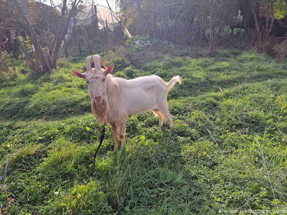 Prodajem Jarca | Halo Oglasi