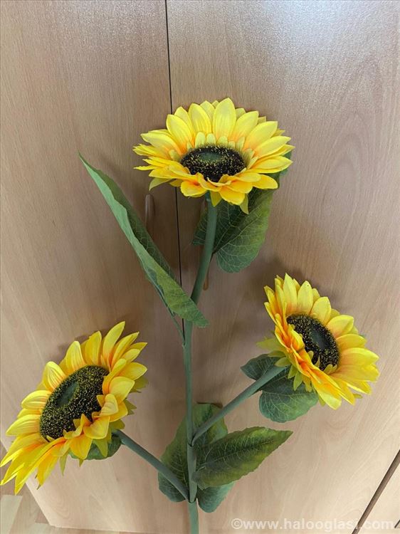 Suncokret vis.1,23 | Halo Oglasi