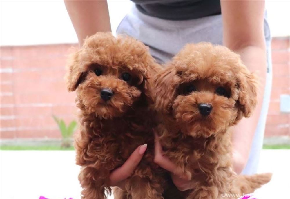 Pudla toy | Halo Oglasi