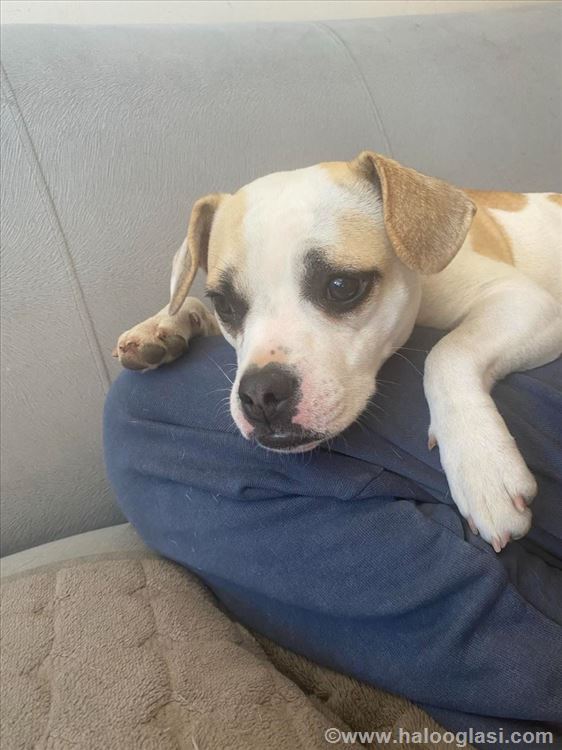 Pegi trazi svoj dom | Halo Oglasi