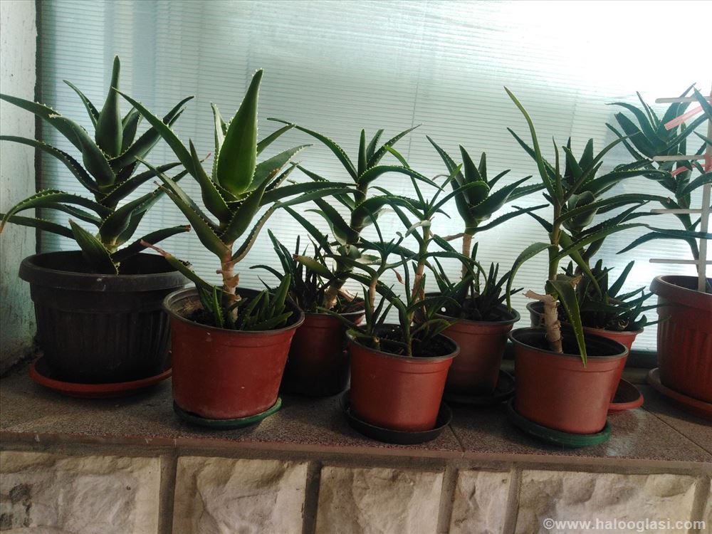 ALOJA kaktusi | Halo Oglasi