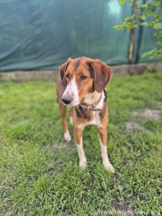 Srpski trobojni gonič, mlad pas | Halo Oglasi