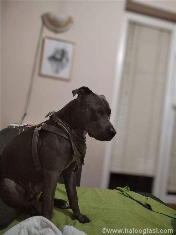 Pit bul terijer, odrastao pas | Halo Oglasi