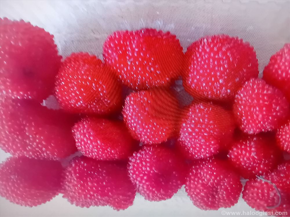 Sadnice Jamaline | Halo Oglasi