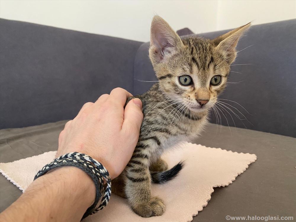 Bubi malo preslatko tigrasto mace mačak trazi dom | Halo Oglasi
