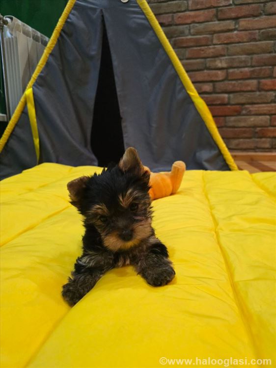 Mini Jorkširski Terijer Jorki - Ženka | Halo Oglasi