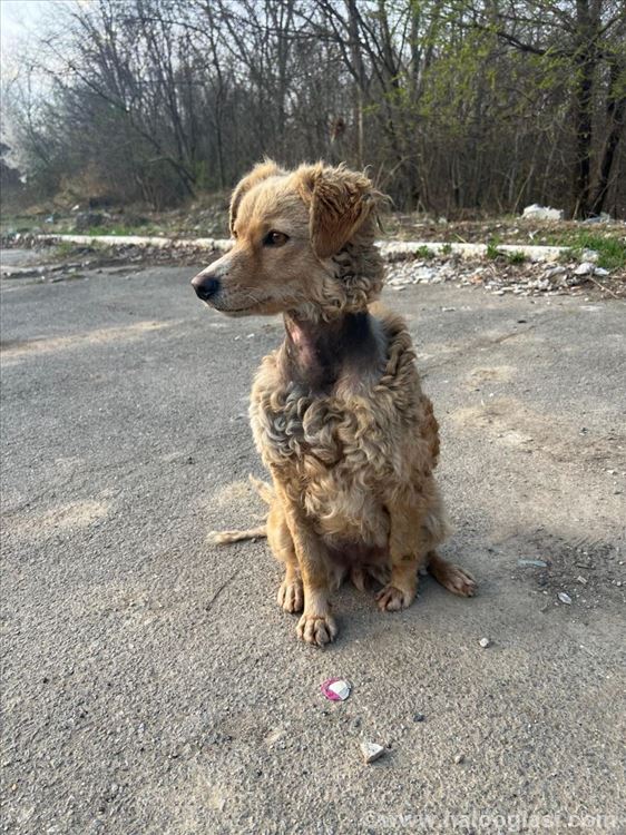 Mila traži dom | Halo Oglasi