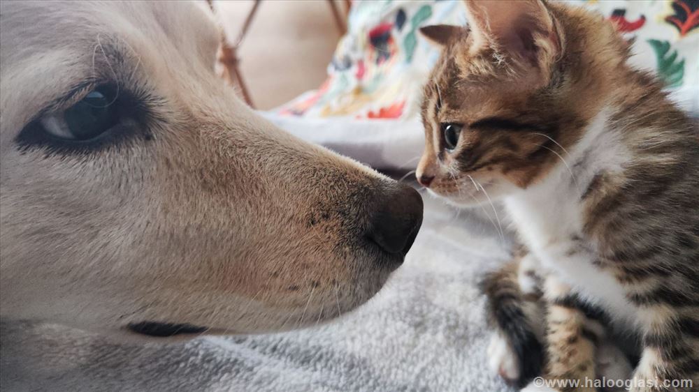 Malena maca trazi dom | Halo Oglasi