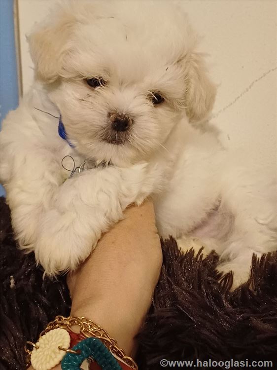 TOY maltipoo, stene decak | Halo Oglasi