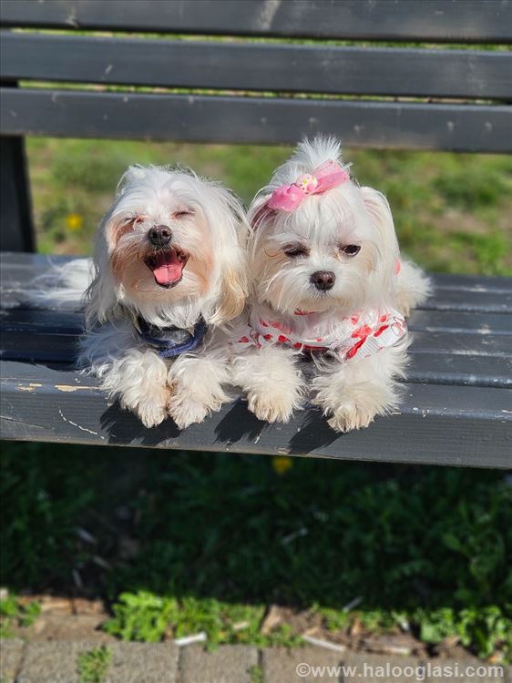 Teacup meden decak | Halo Oglasi