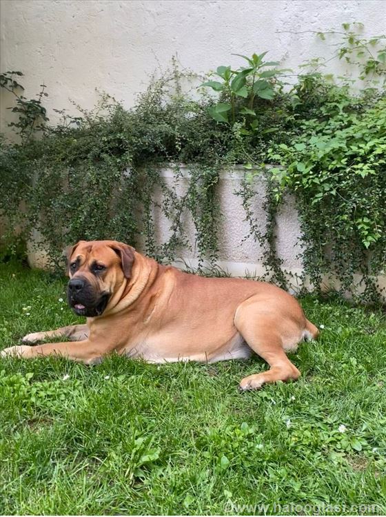 Boerboel-Burbul-Južnoafrički mastif, odrastao pas | Halo Oglasi