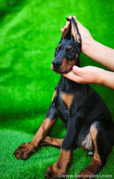 Doberman štene | Halo Oglasi