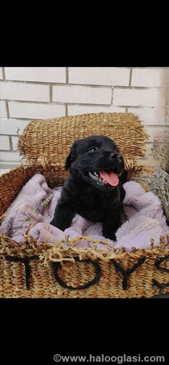 Labrador retriver, štene | Halo Oglasi