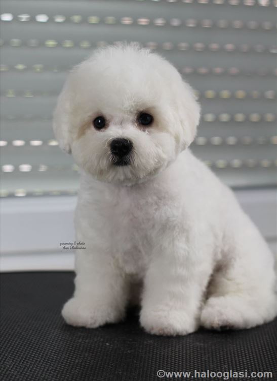 Kovrdžavi bišon, štene | Halo Oglasi