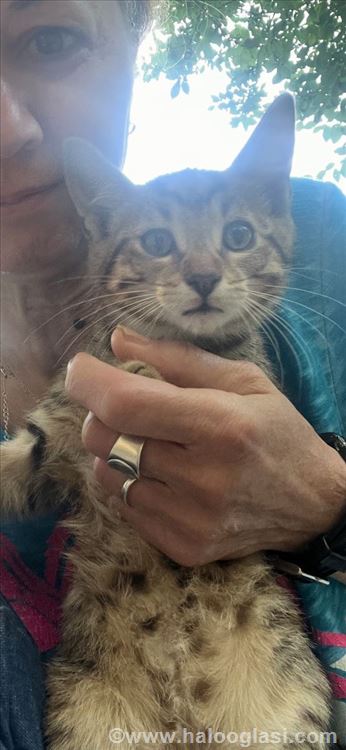 Dva predivna mačeta iz Beograda | Halo Oglasi