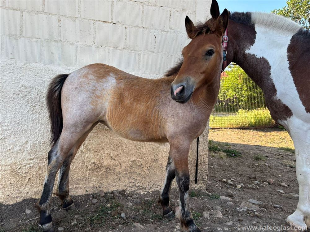 Prodajem ždrebe | Halo Oglasi