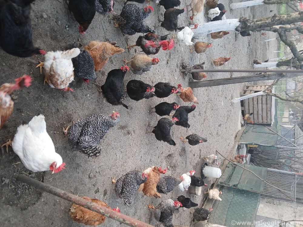 Domace kokoske | Halo Oglasi