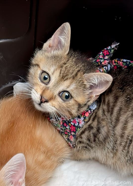 Malena maca Dunja trazi dom, tigrasto mače | Halo Oglasi