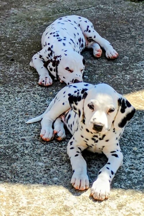 Dalmatinski pas , štenci | Halo Oglasi