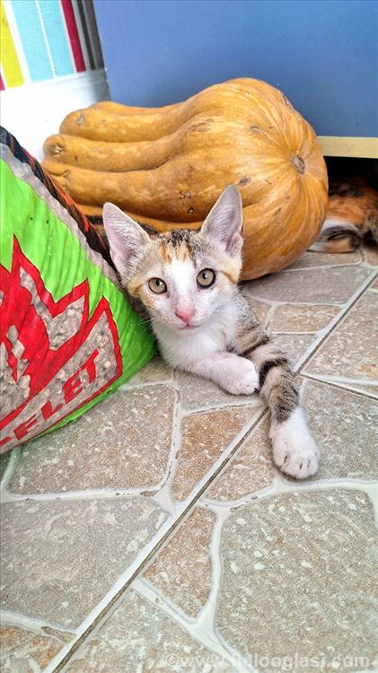 Predivna beba Mila treba dom (stara dva meseca) | Halo Oglasi