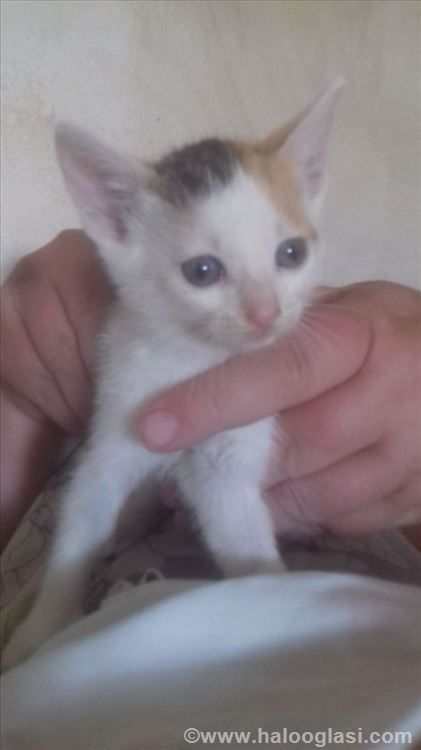 Trobojno zensko mace trazi dom | Halo Oglasi