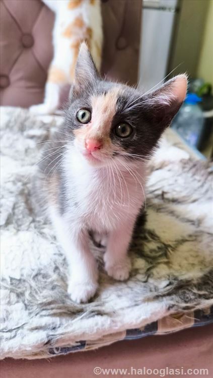 Sofi traži dom | Halo Oglasi