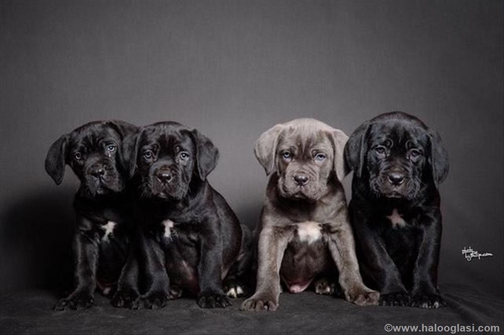 Vrhunsko Kane Korso (Cane Corso), štene | Halo Oglasi