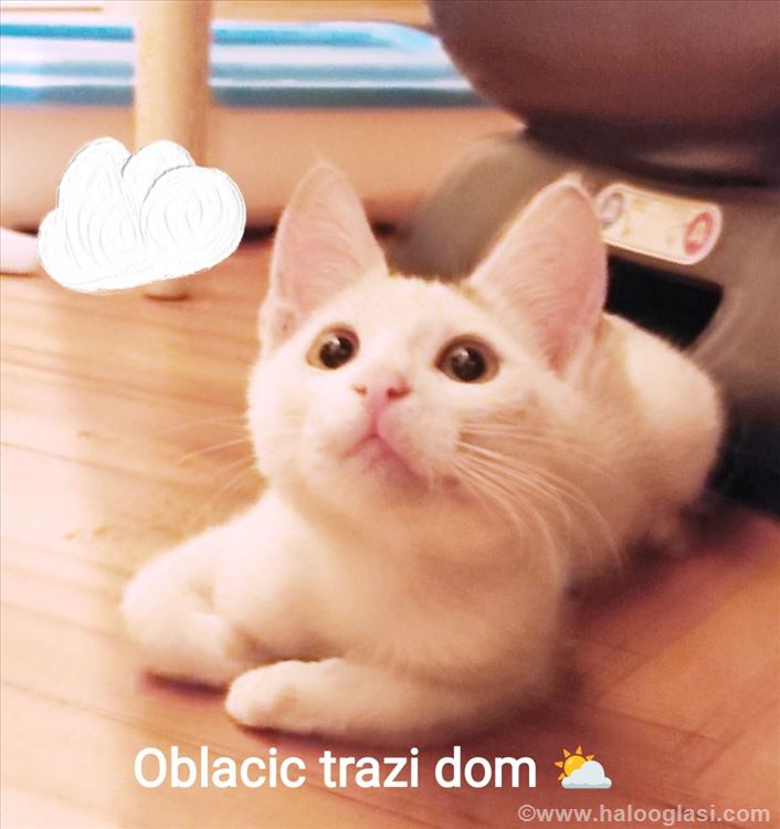 Udomljava se preumiljato mače Oblacic | Halo Oglasi