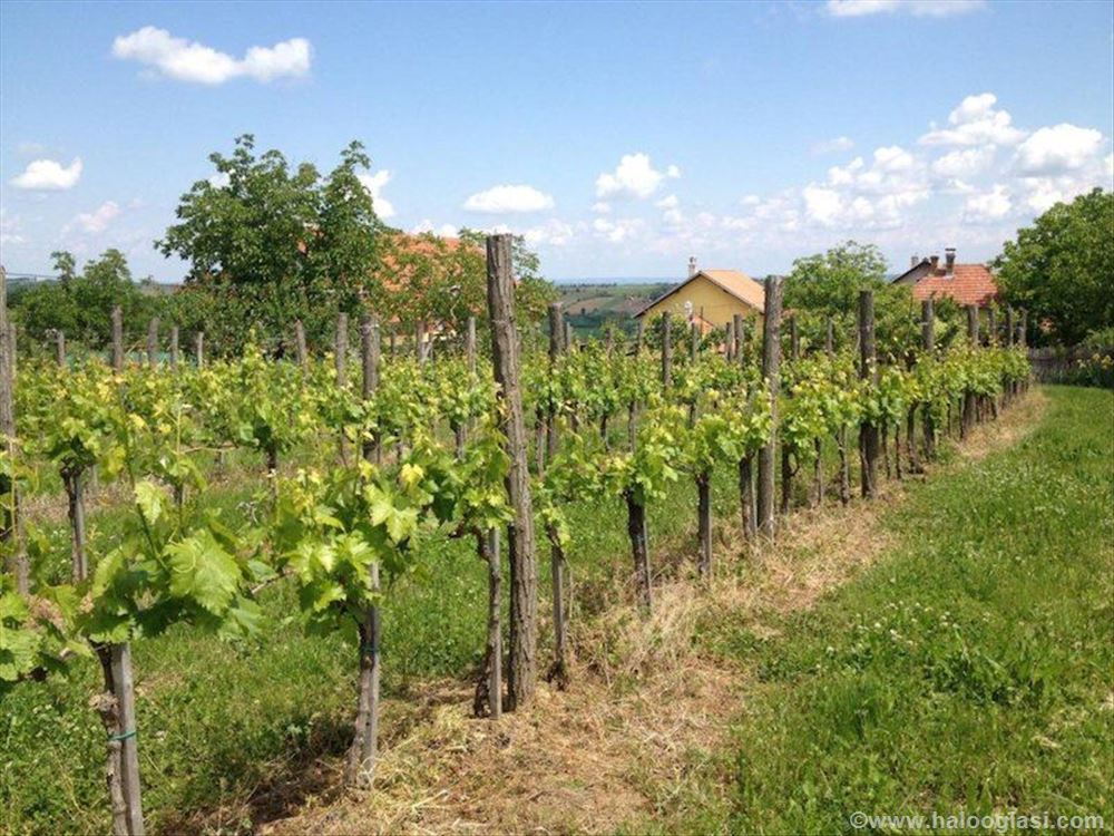 Veoma lep plac 40ari, Šumadija, Oplenac | Halo Oglasi