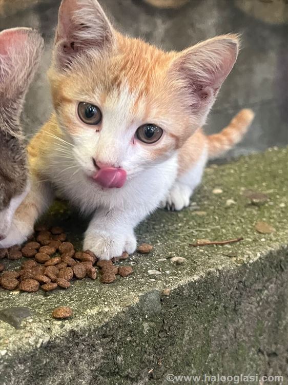 Dva mačeta od 3 meseca hitno trebaju dom | Halo Oglasi