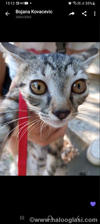 Zensko mace trazi dom | Halo Oglasi