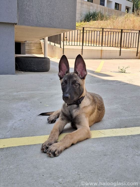 Belgijski ovčar, štene Malinoa | Halo Oglasi