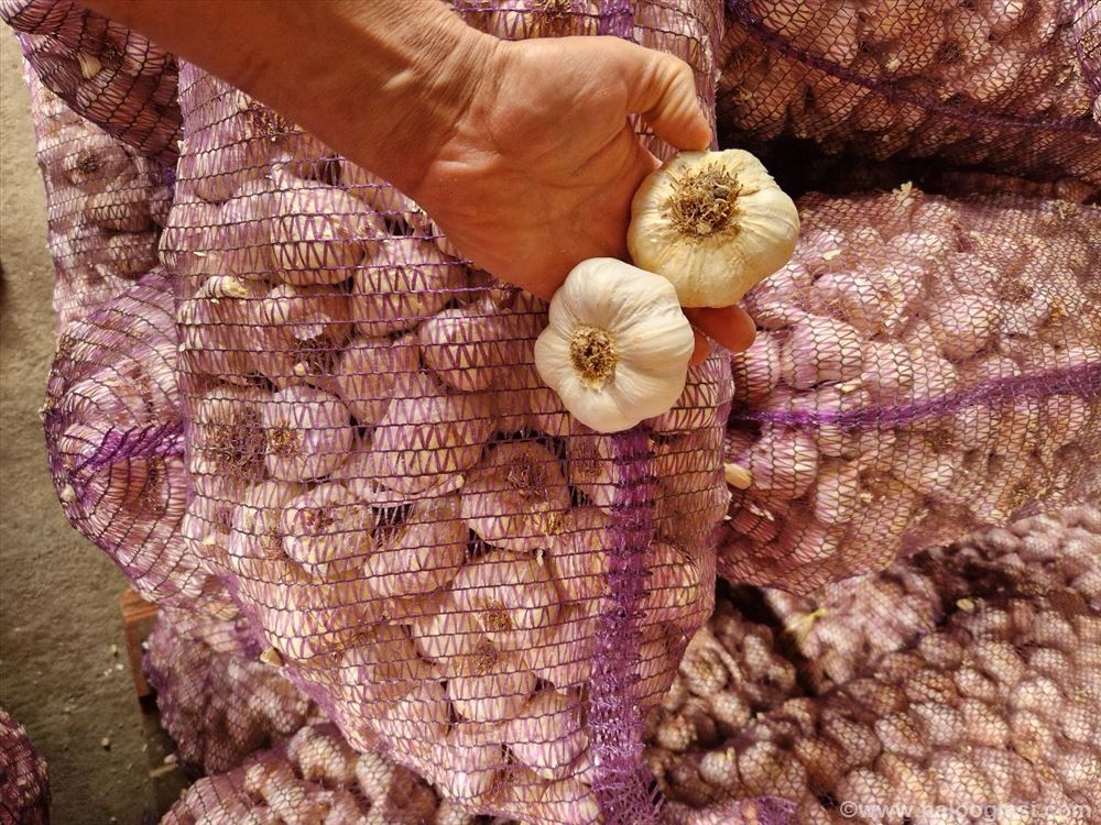 Beli luk | Halo Oglasi