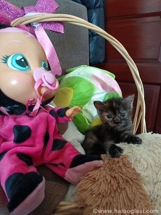 Poklanjam Dva Maceta | Halo Oglasi