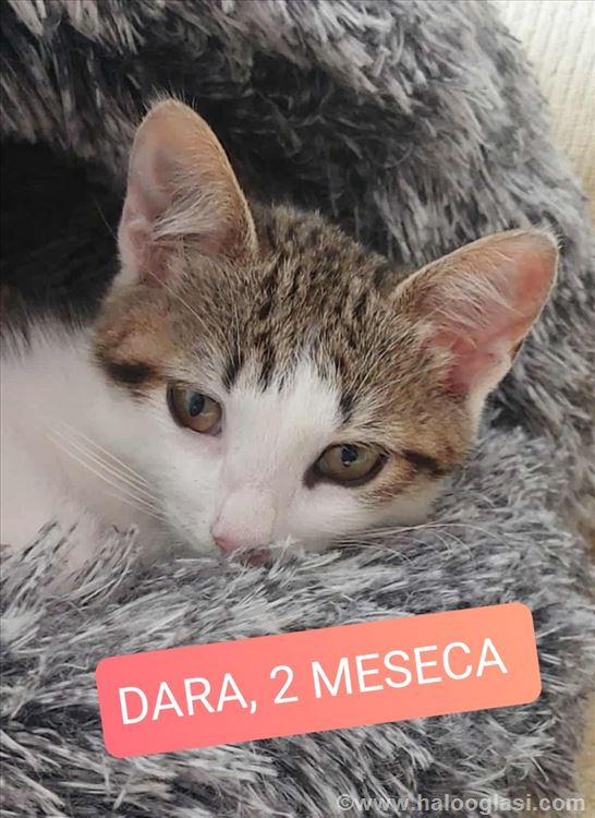 Udomljavaju se 2 predivna maceta od 2 meseca | Halo Oglasi