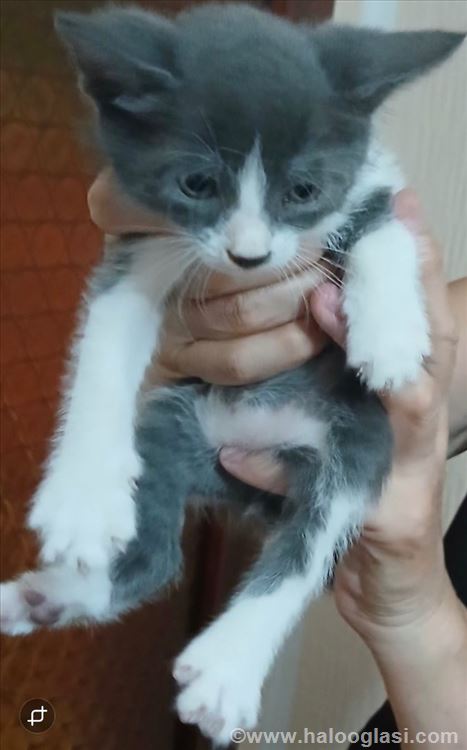 Medeno sivo belo malo mače trazi dom, macak Bobi | Halo Oglasi