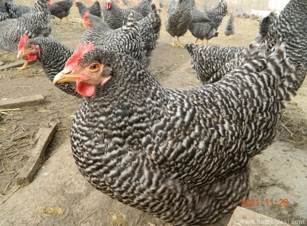 Mlade rasne kokoske | Halo Oglasi