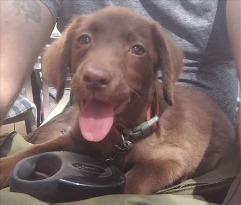 Prodaja pasa i psi na poklon Labrador retriver | Halo oglasi