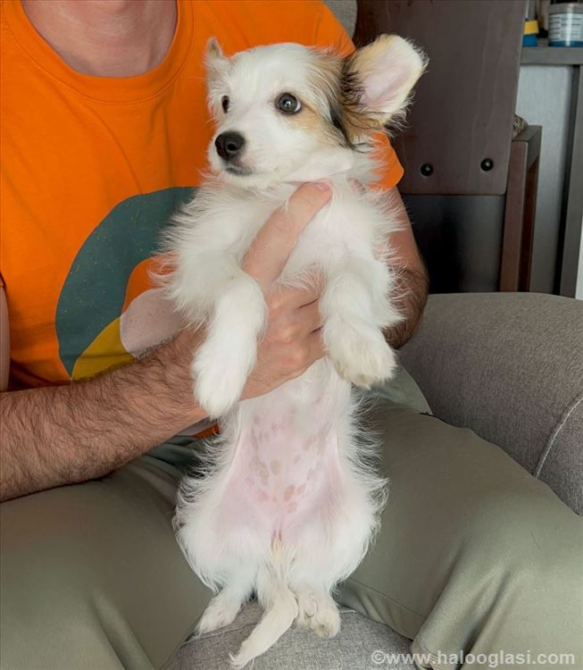 Umiljata ženkica traži dom | Halo Oglasi