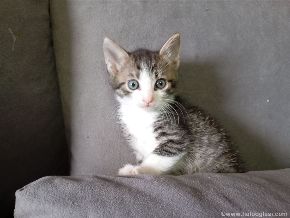 Mačence traži dom | Halo Oglasi