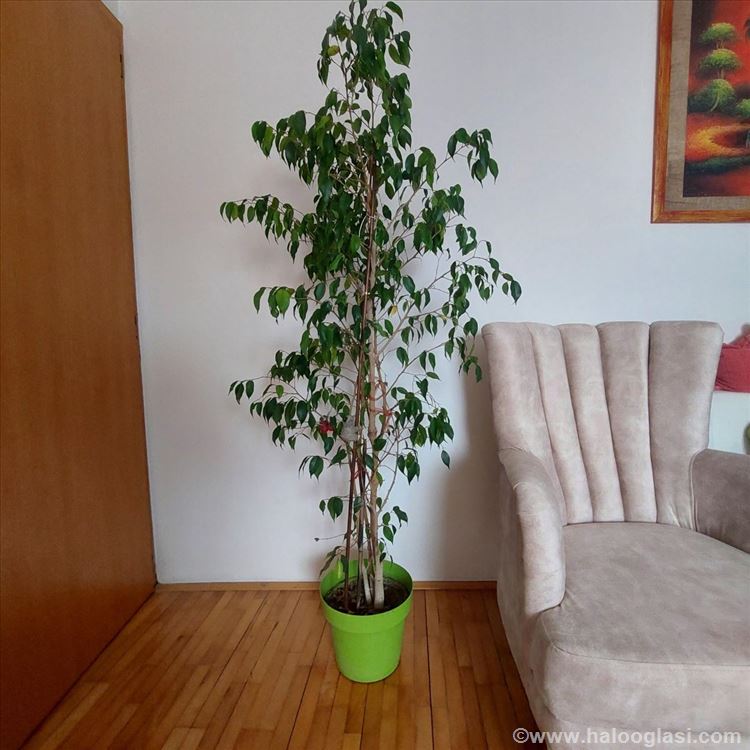 fikus bendžamin | Halo Oglasi