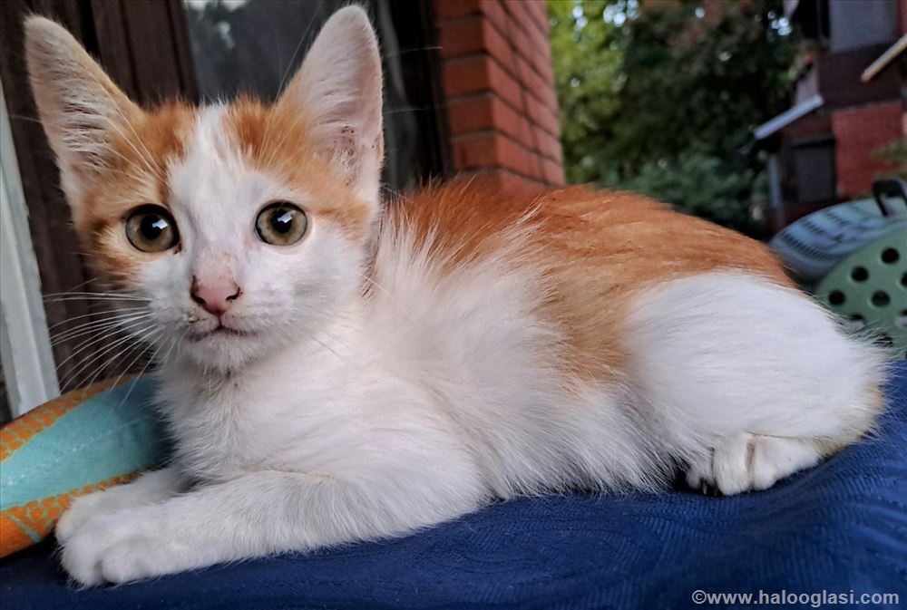 Poklanja se preslatko i preumiljato mače Mihajlo | Halo Oglasi